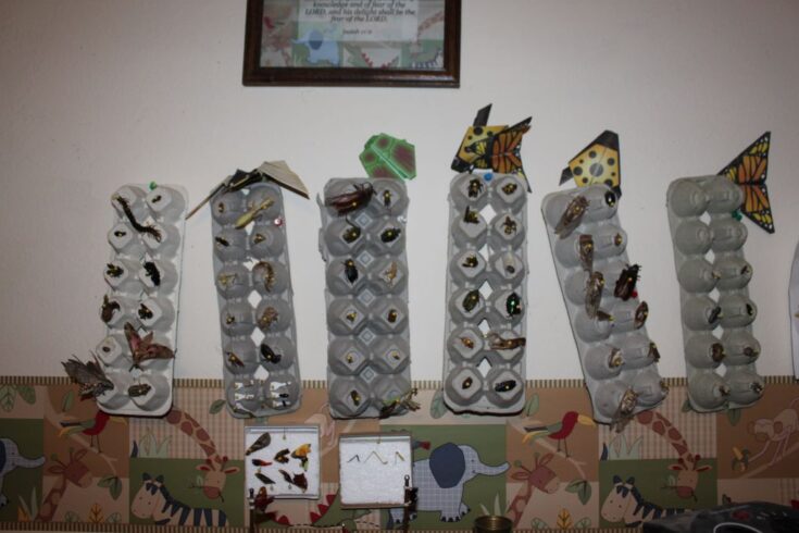 DIY Bug Collection - Preschool Inspirations