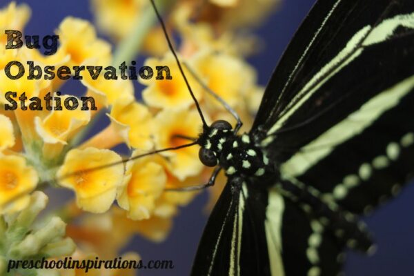 DIY Bug Observation Station - Preschool Inspirations