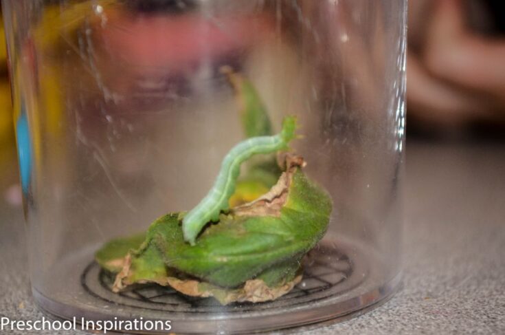 Awesome Preschool Science for Fall - Preschool Inspirations