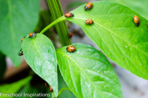 Ladybug Facts for Kids - Preschool Inspirations