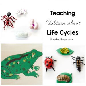 Teaching Children about Life Cycles - Preschool Inspirations